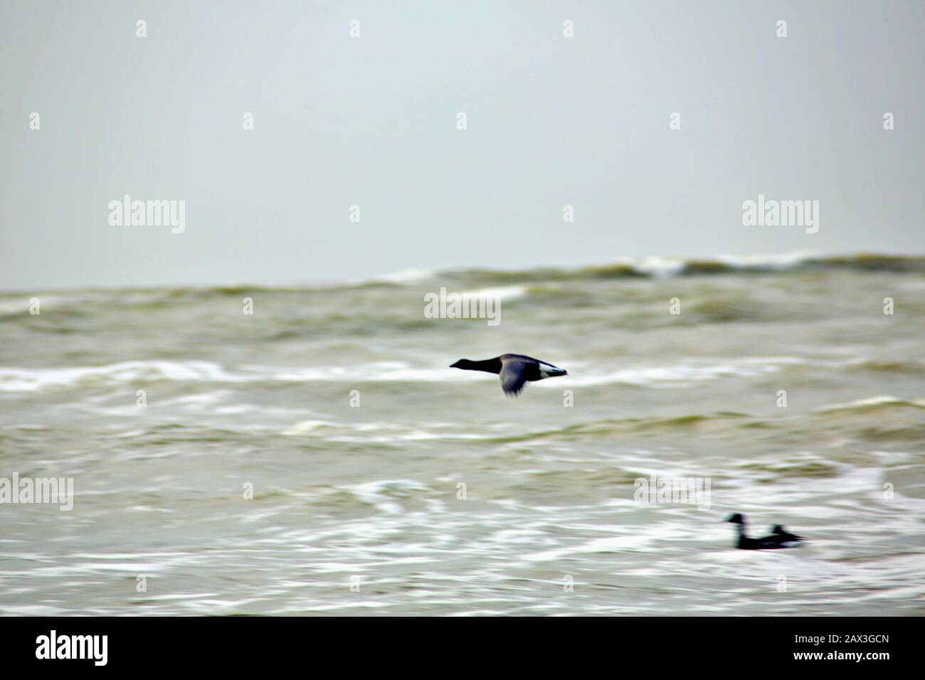 The Canada goose is a large wild goose species with a black head and ...