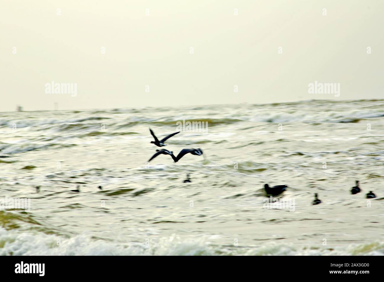The Canada goose is a large wild goose species with a black head and ...