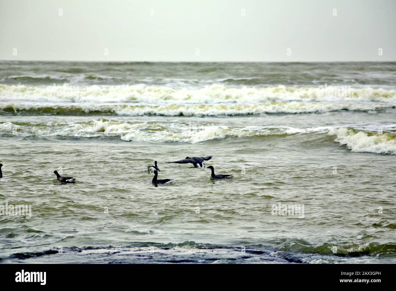 The Canada goose is a large wild goose species with a black head and ...