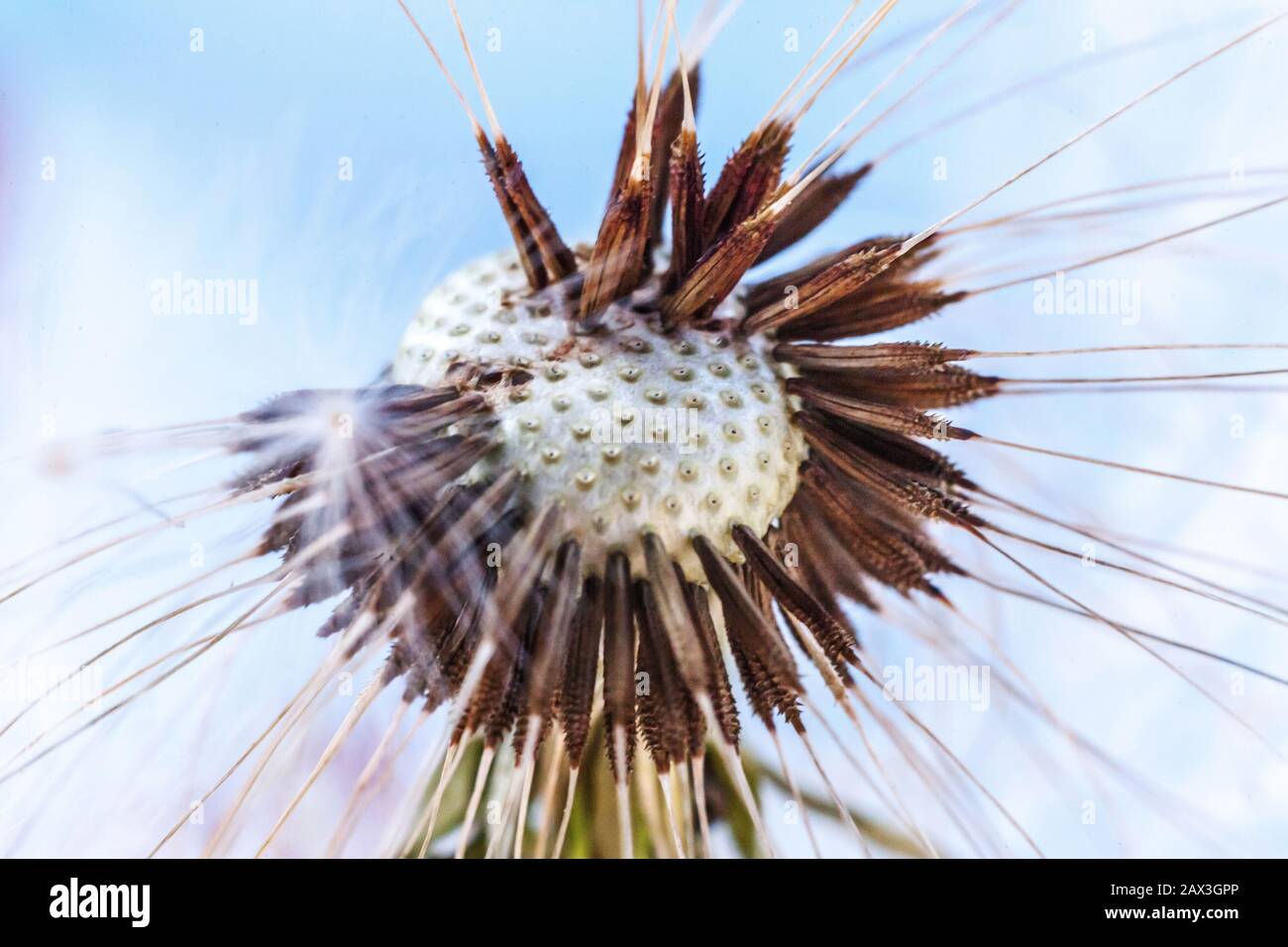 Blue Spring Flower High Resolution Stock Photography and Images - Alamy