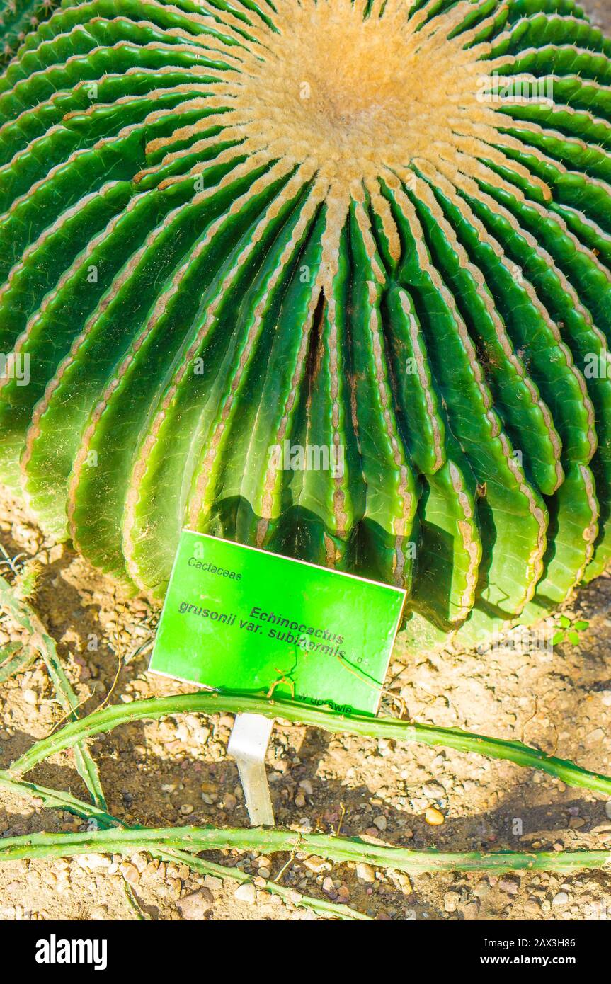Cactus information hi-res stock photography and images - Alamy