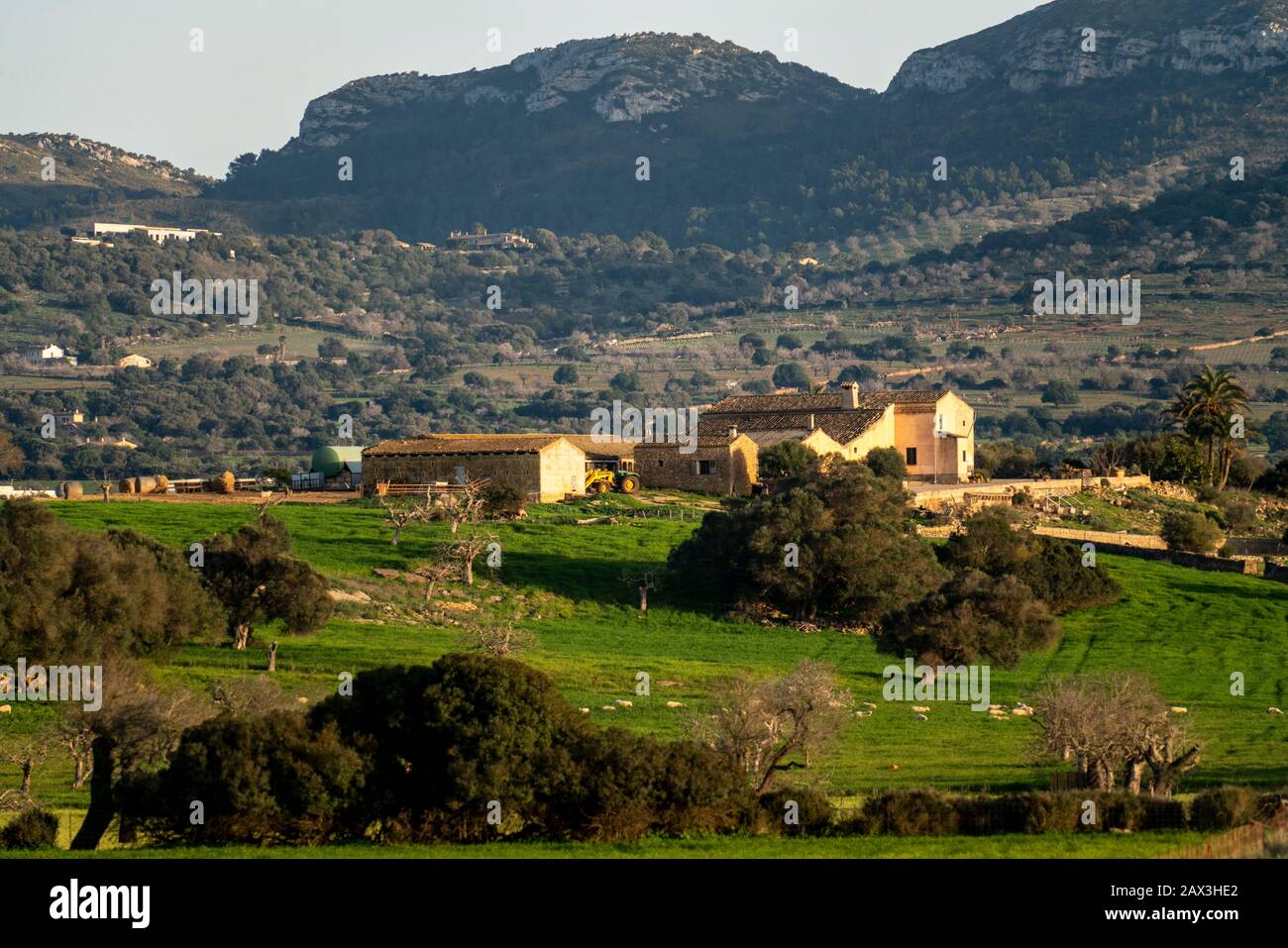 Farm, Finca, in the northeast of the island, near Petra, Mallorca ...