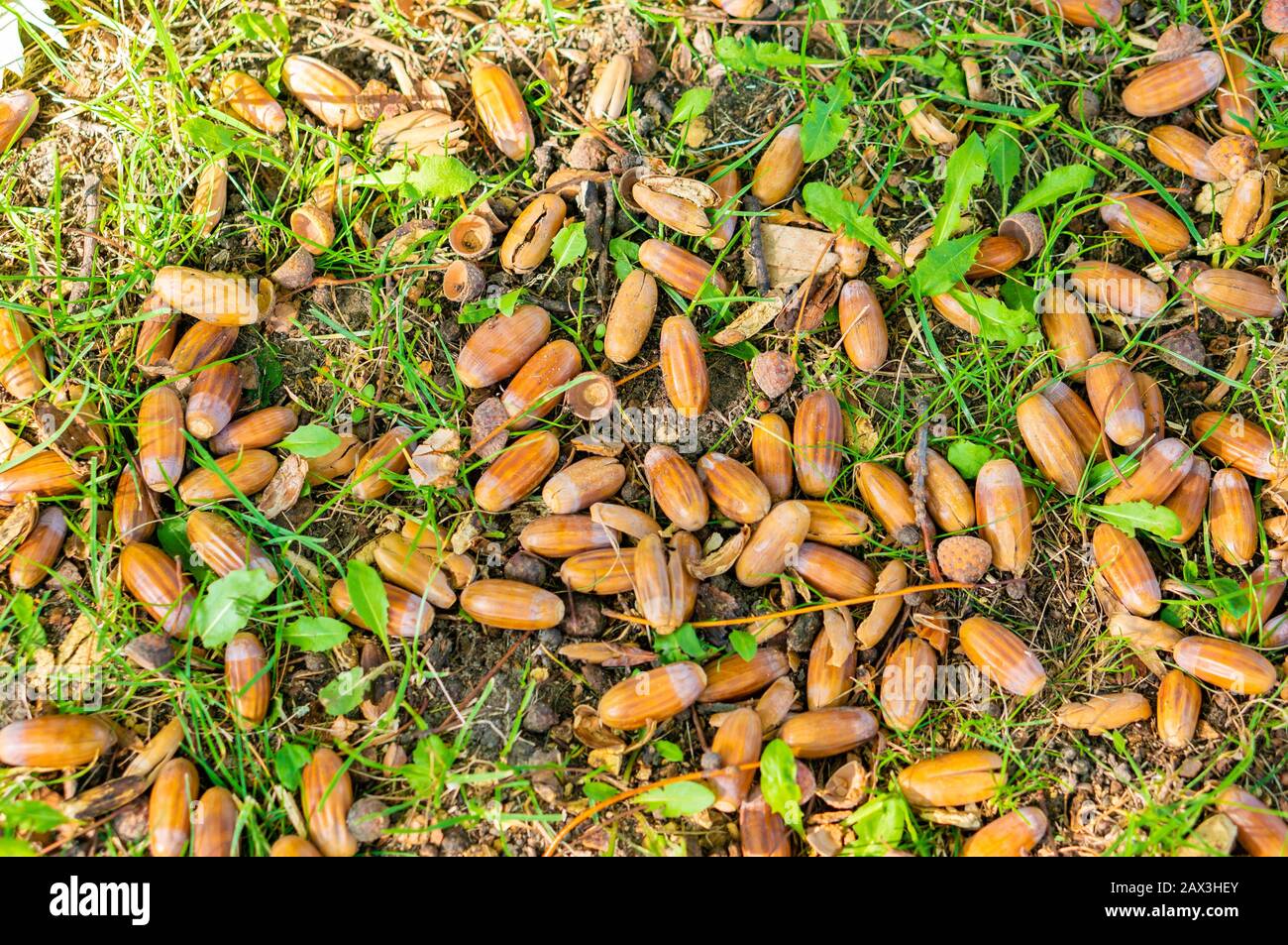 Beautiful shot of the ground of the forest with oak acorns all over the ...