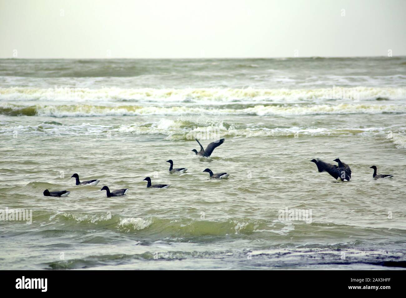 The Canada goose is a large wild goose species with a black head and ...
