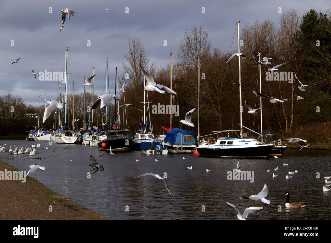 Feeding the birds on the Sankey (St Helens) Canal, Spike Island, Widnes ...