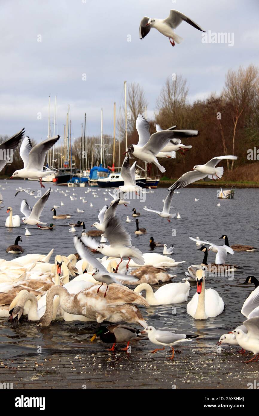 Feeding the birds on the Sankey (St Helens) Canal, Spike Island, Widnes ...