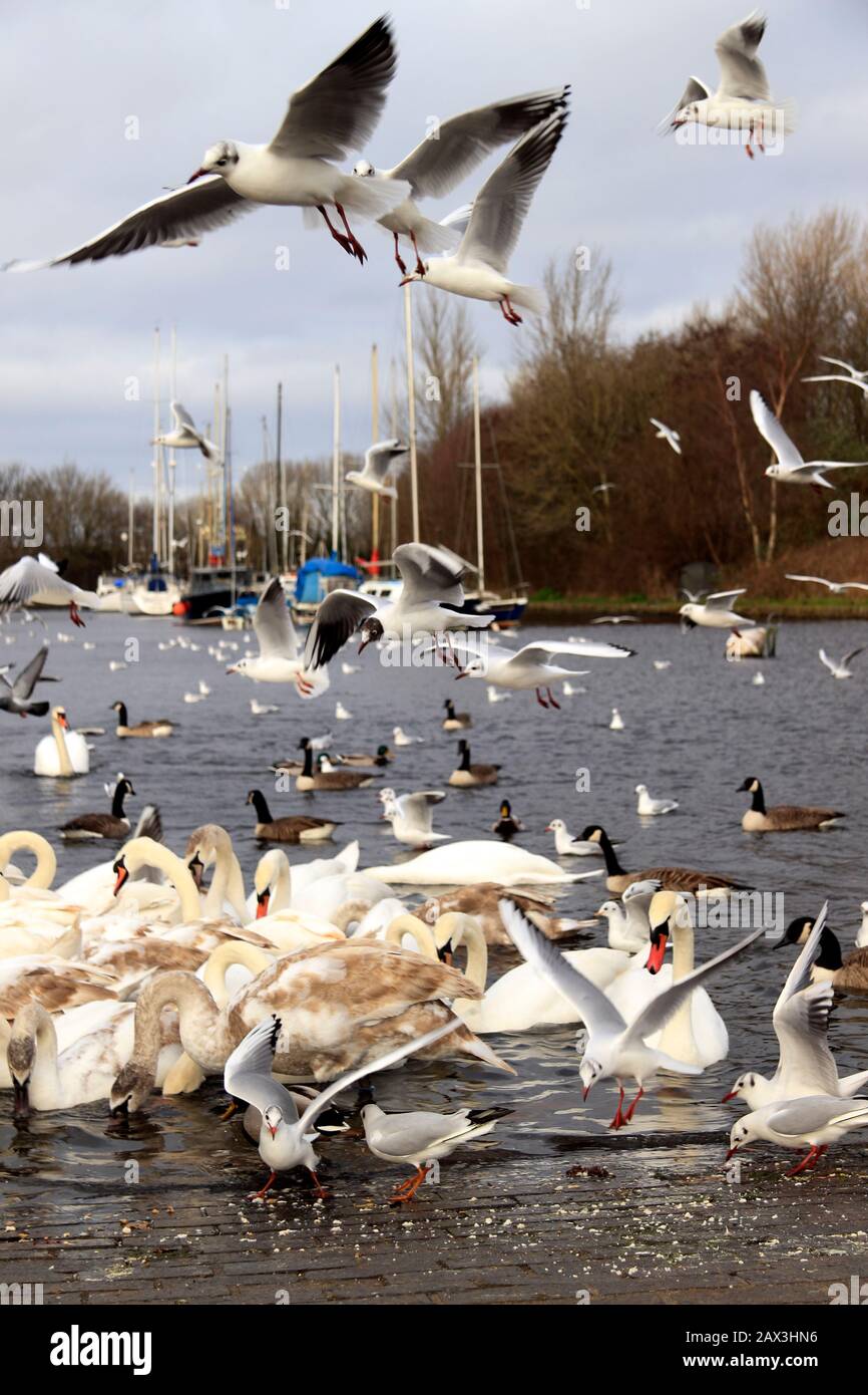 Feeding the birds on the Sankey (St Helens) Canal, Spike Island, Widnes ...