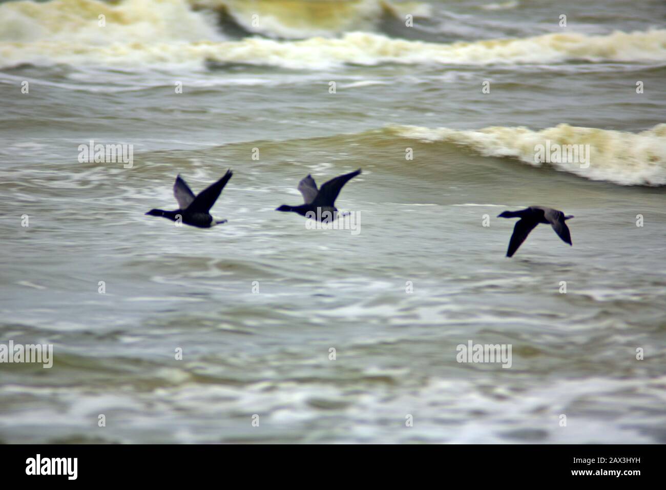 The Canada goose is a large wild goose species with a black head and ...