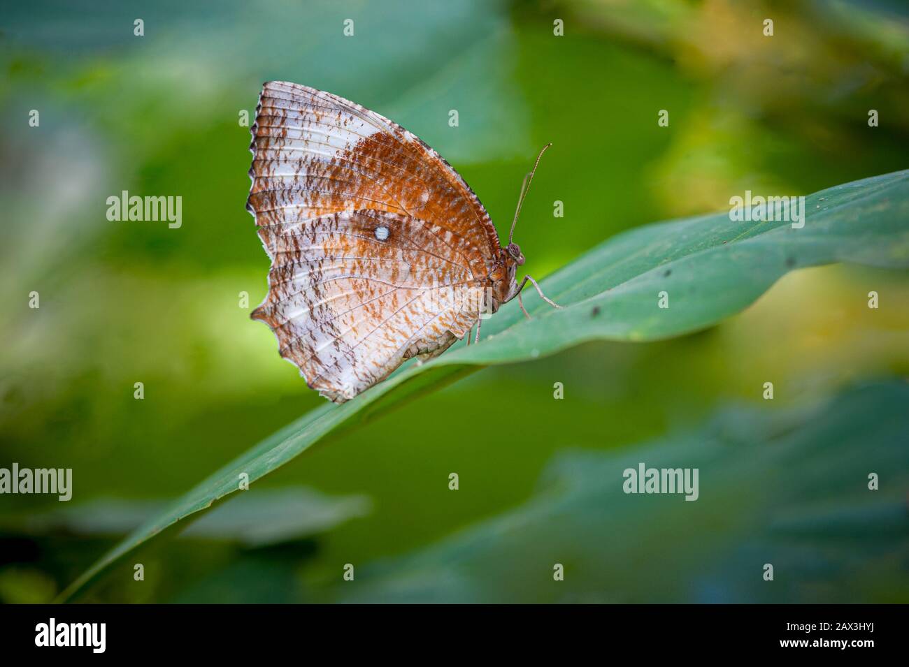 Common palmfly butterfly or Elymnias hypermnestra Stock Photo - Alamy