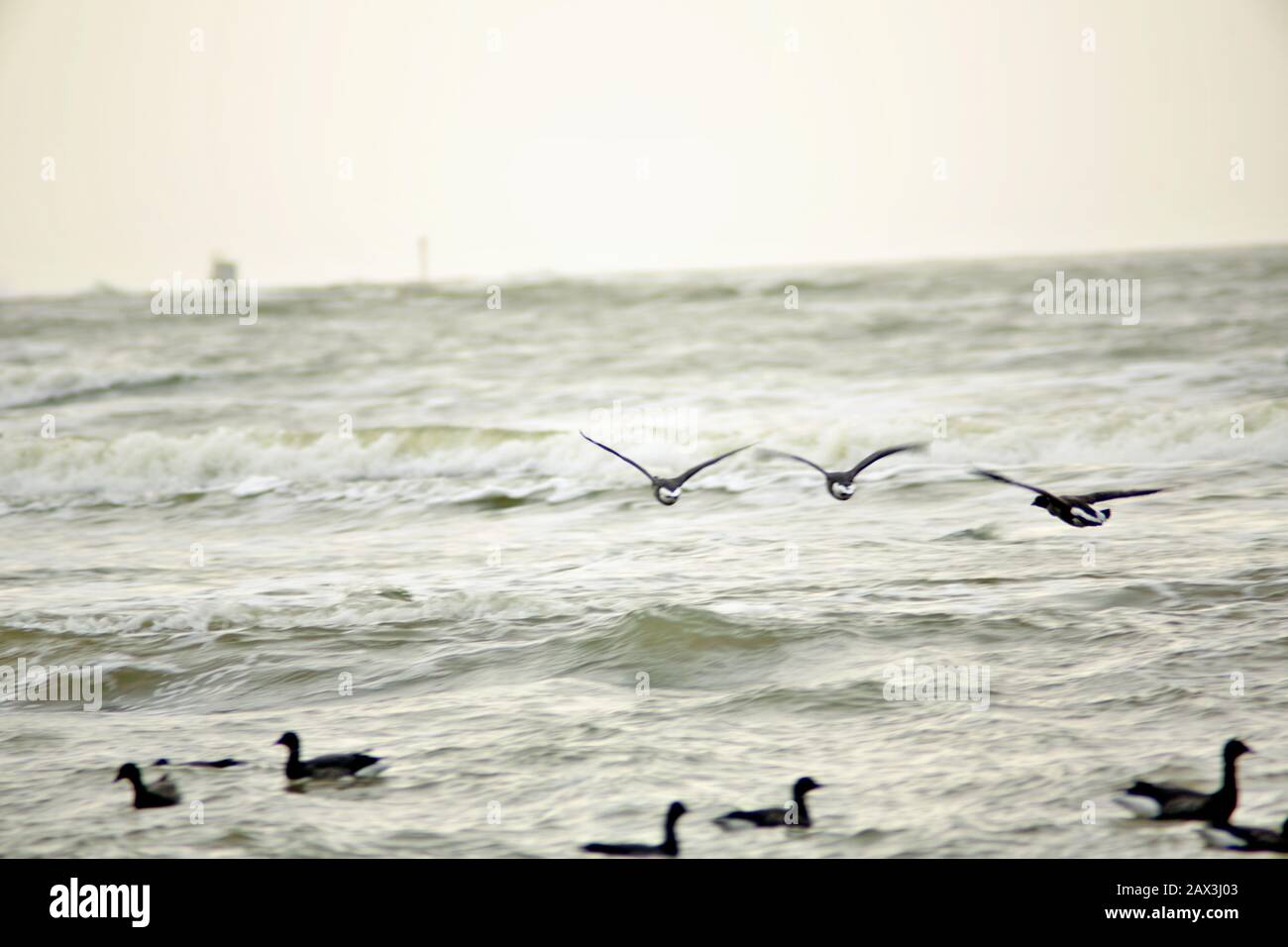 The Canada goose is a large wild goose species with a black head and ...