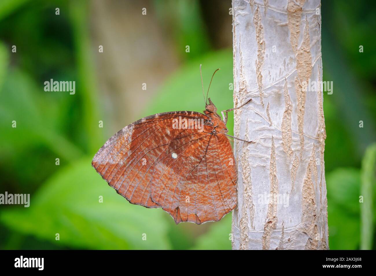 Common palmfly butterfly or Elymnias hypermnestra Stock Photo - Alamy
