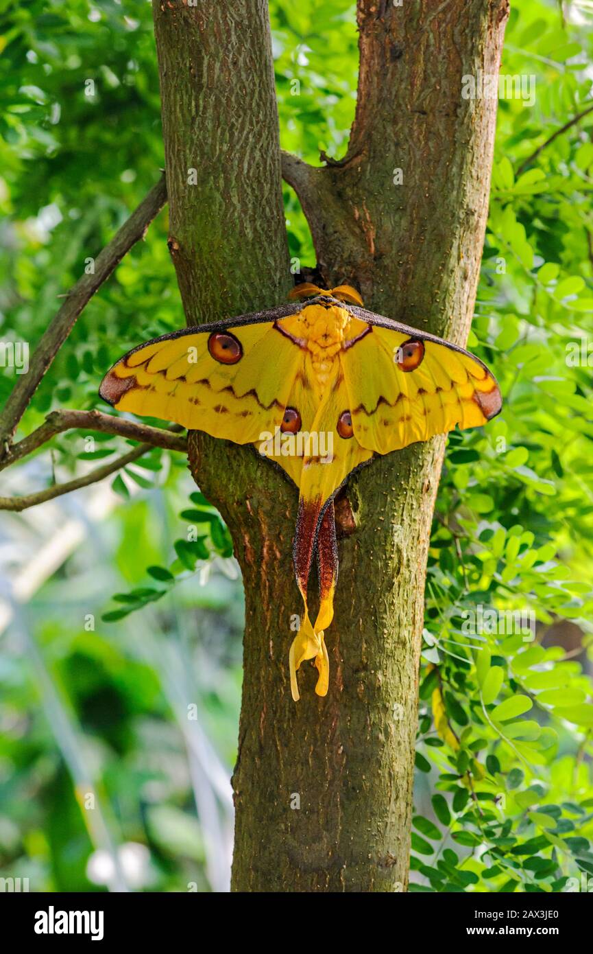 African moth hi-res stock photography and images - Alamy