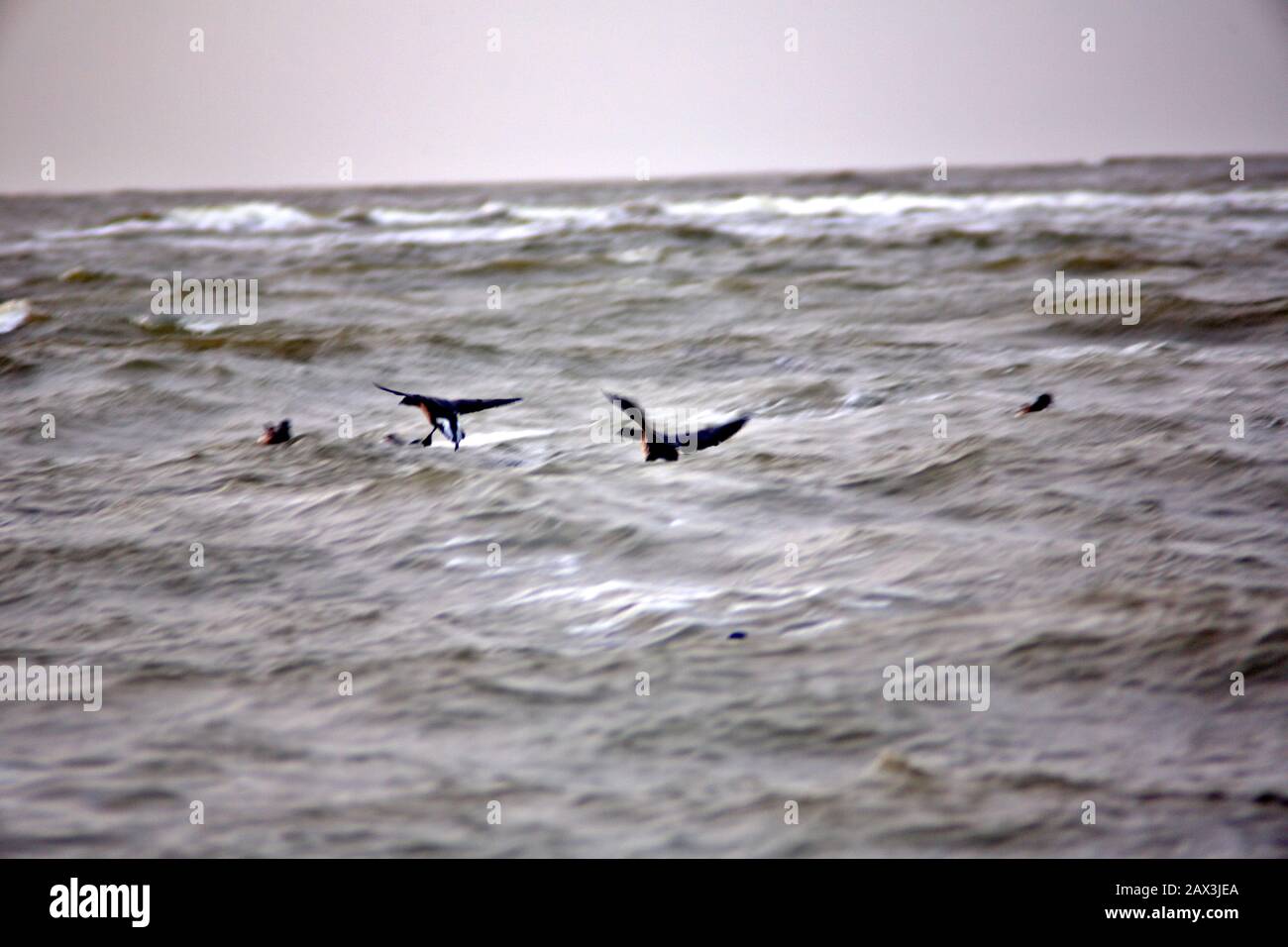 The Canada goose is a large wild goose species with a black head and ...