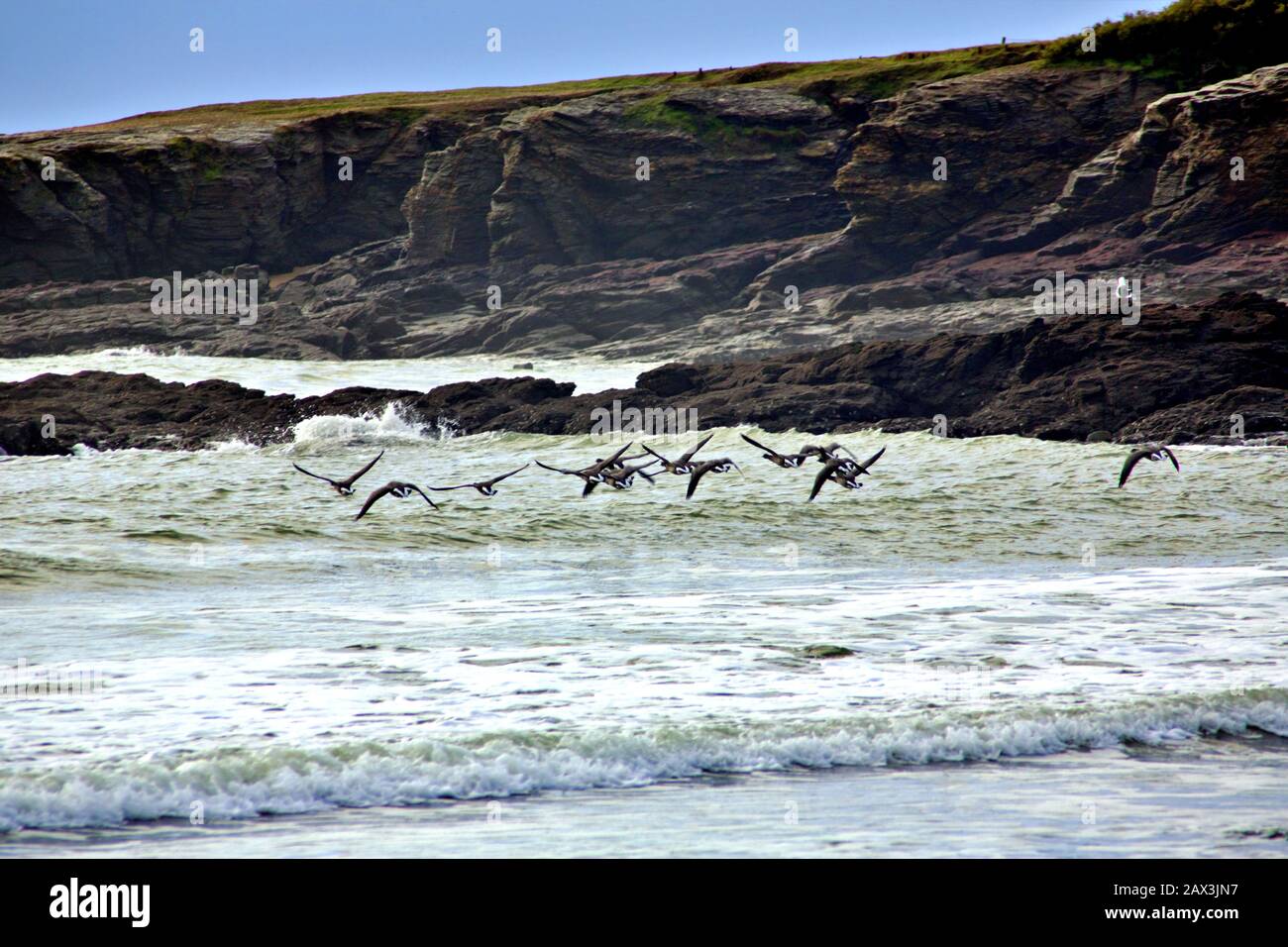 The Canada goose is a large wild goose species with a black head and ...
