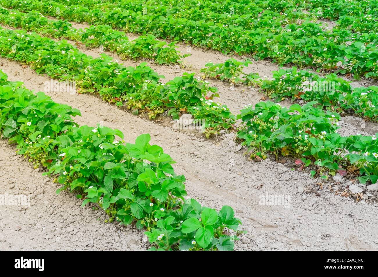 Row of strawberries plants with blossom flowers, green fruits lead to ...