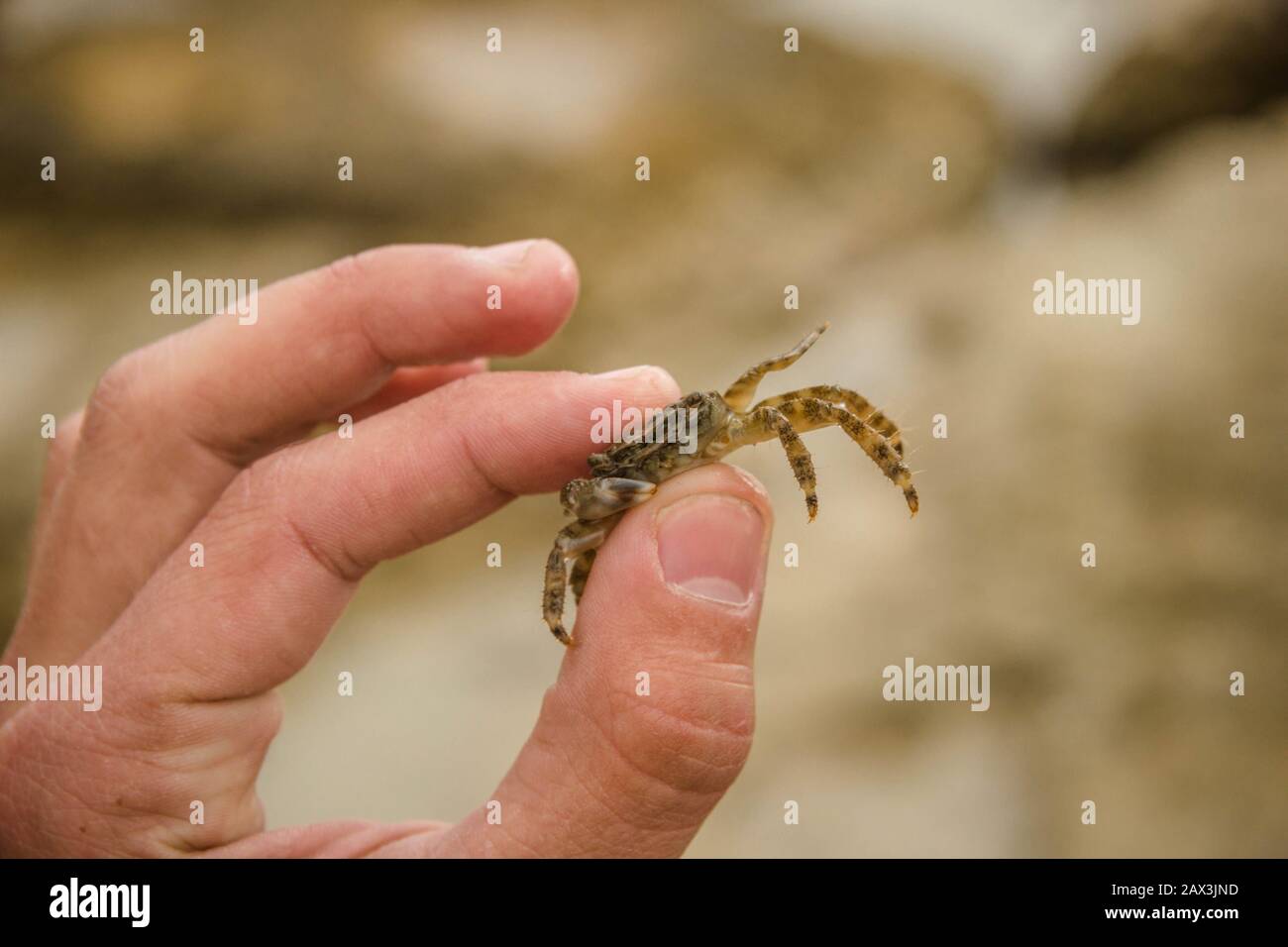 Holding a spider hand hi-res stock photography and images - Alamy