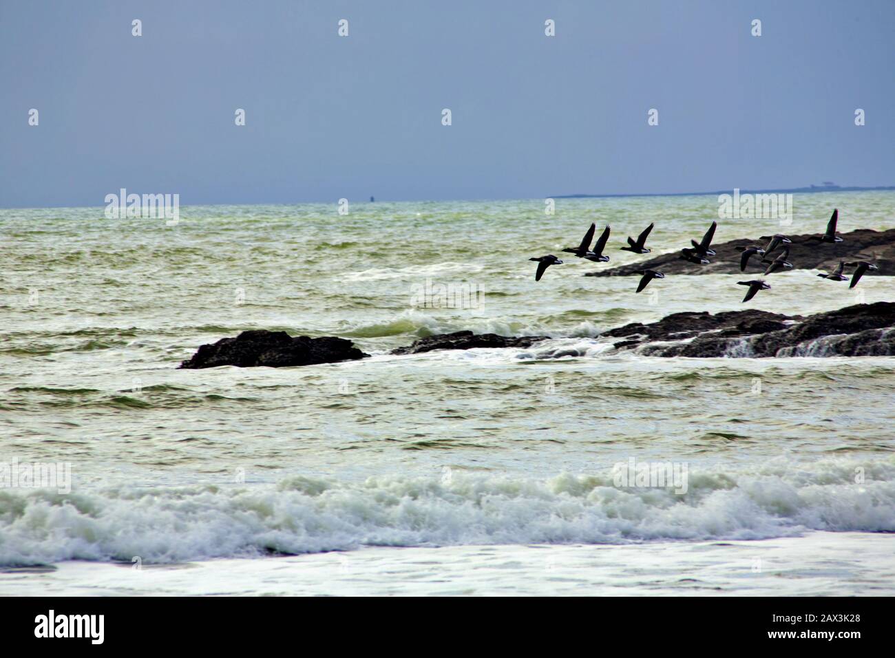 The Canada goose is a large wild goose species with a black head and ...