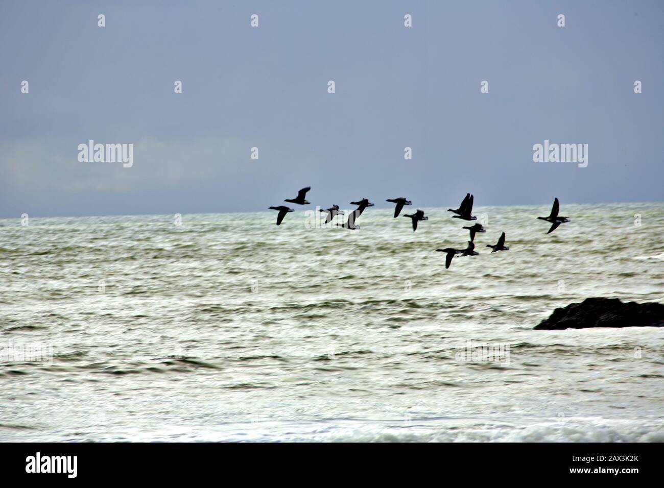 The Canada goose is a large wild goose species with a black head and ...