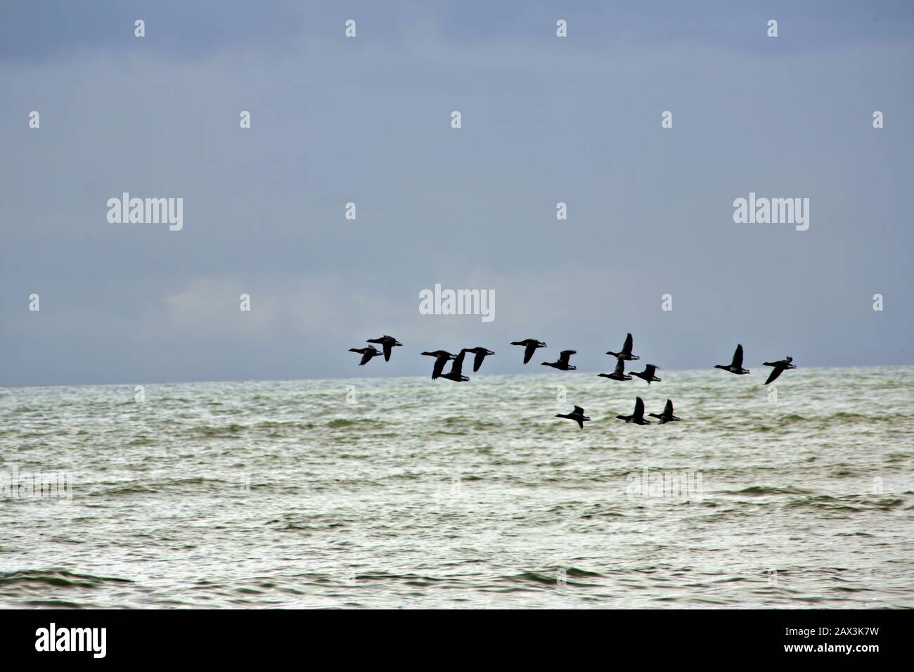 The Canada goose is a large wild goose species with a black head and ...