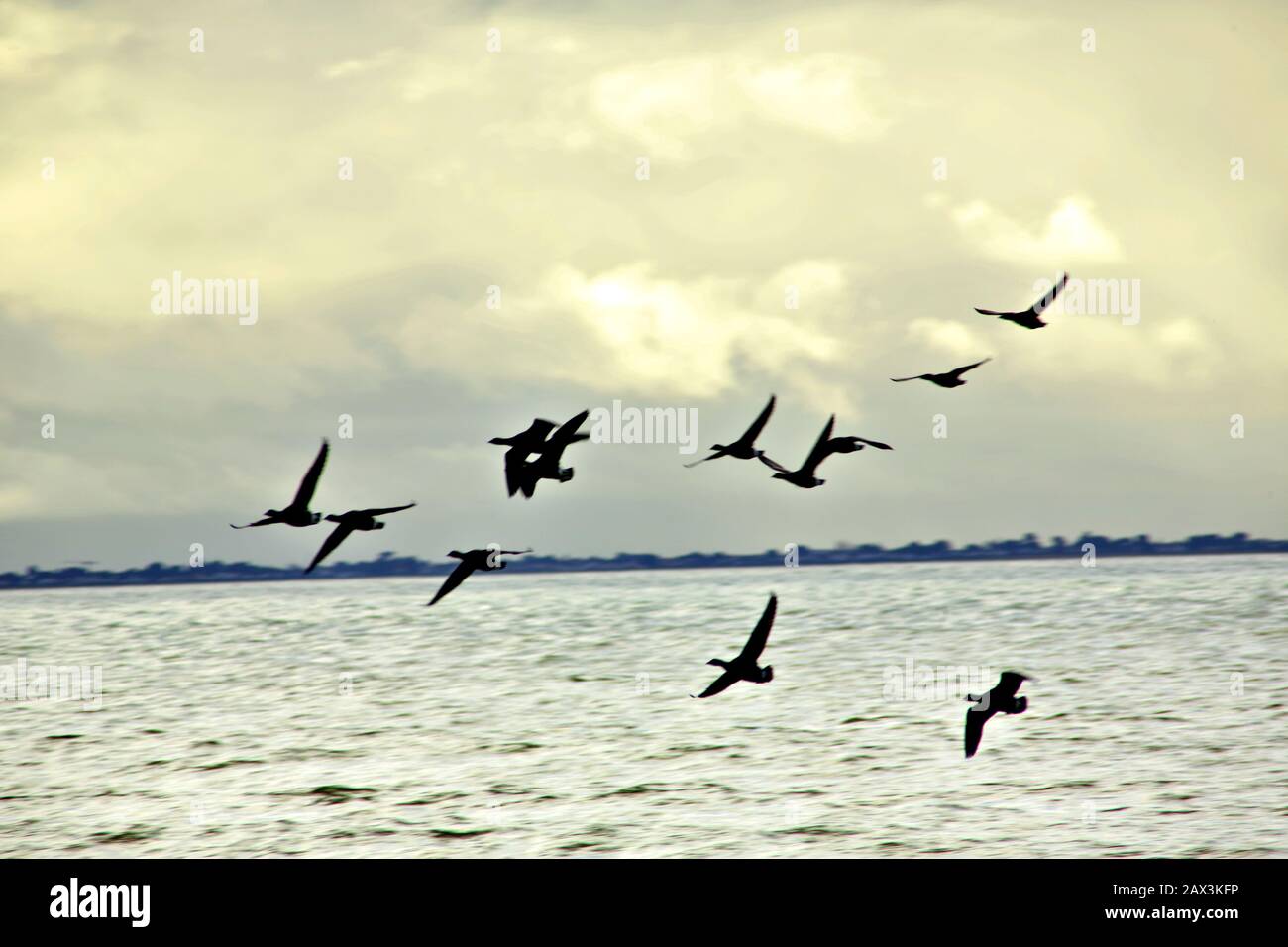 The Canada goose is a large wild goose species with a black head and ...