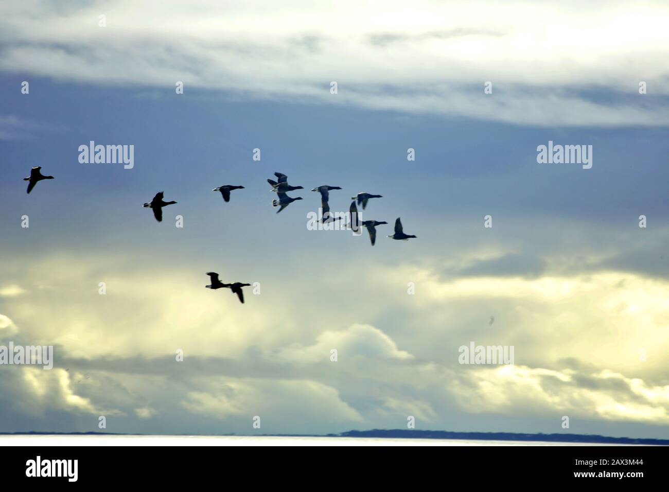 The Canada goose is a large wild goose species with a black head and ...