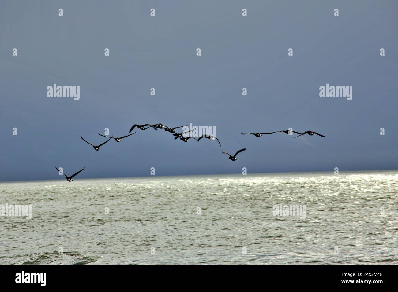 The Canada goose is a large wild goose species with a black head and ...