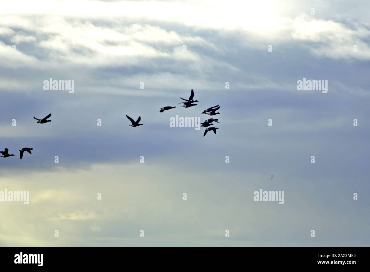 The Canada goose is a large wild goose species with a black head and ...