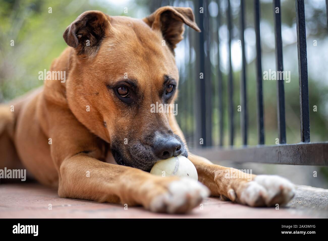 Brown dog playing and look at the camera Stock Photo - Alamy