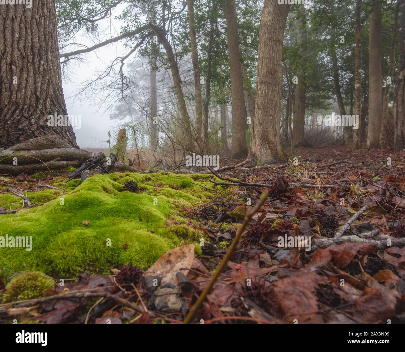 Very low angle view of forest floor with fungi hi-res stock photography ...