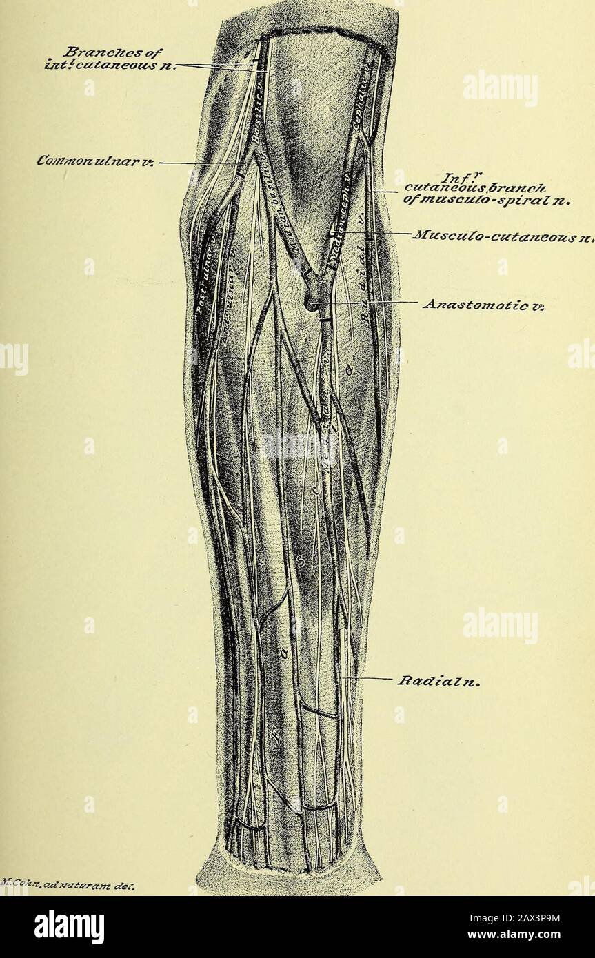 Practical human anatomy [electronic resource] : a working-guide for ...