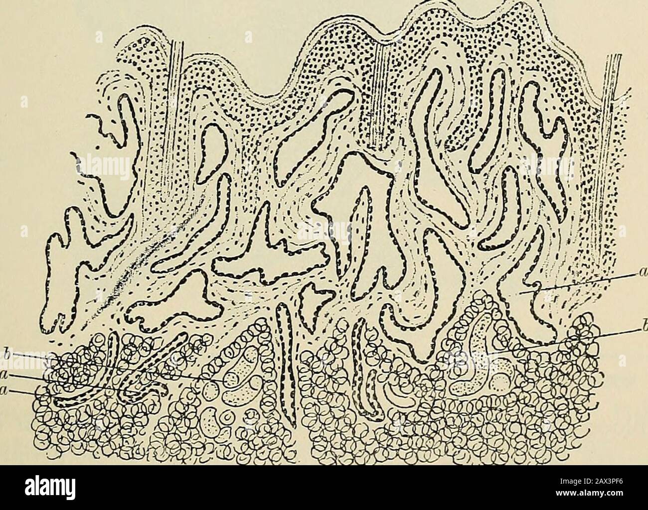 Prominent blood vessels hi-res stock photography and images - Alamy