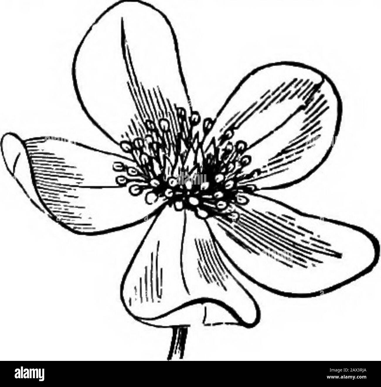 Maleflower hi-res stock photography and images - Alamy