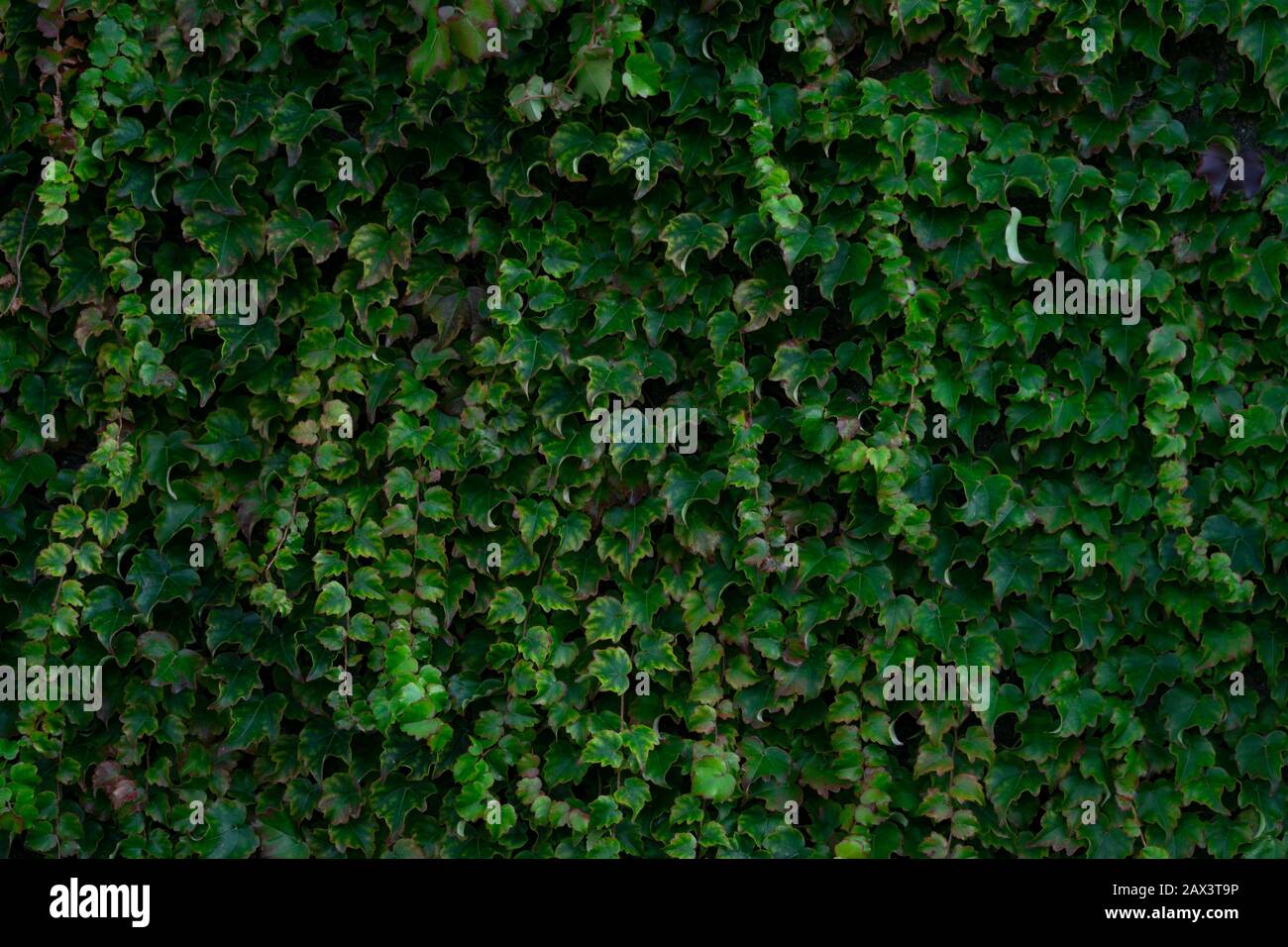 High angle view of an ivy garden under the sunlight - great for ...