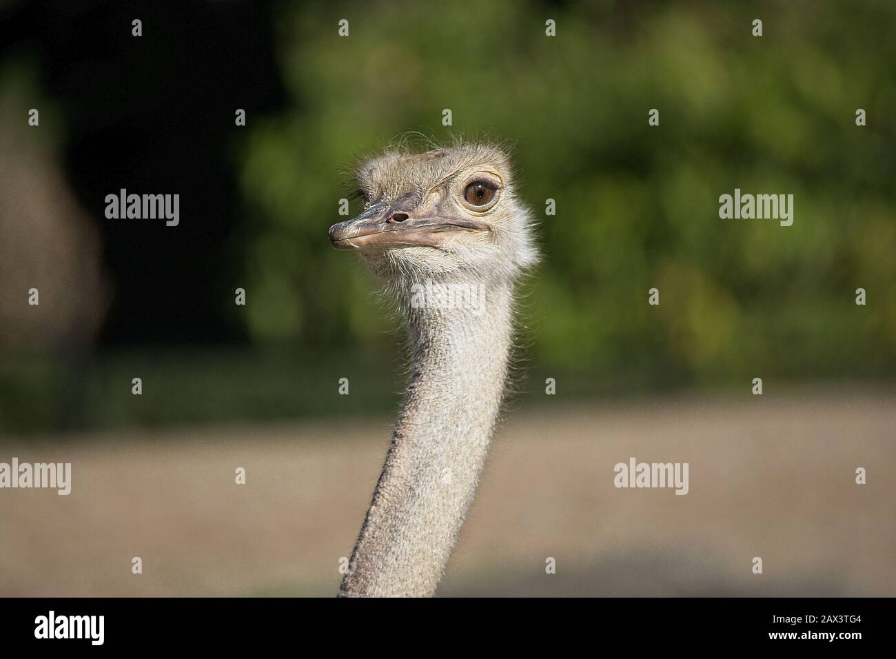 Close up on the face and long neck of an ostrich looking at the camera ...