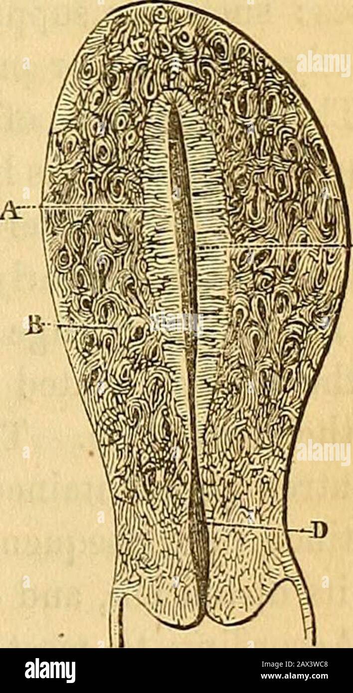 Fallopiantubes hi-res stock photography and images - Alamy