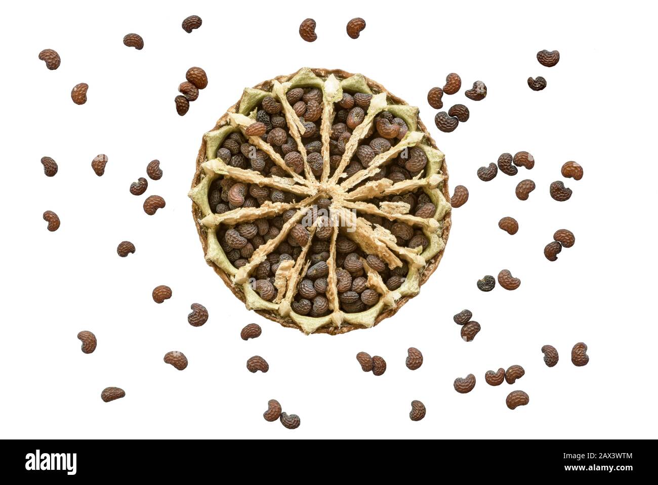 Seed Capsule Cut Open High Resolution Stock Photography and Images - Alamy