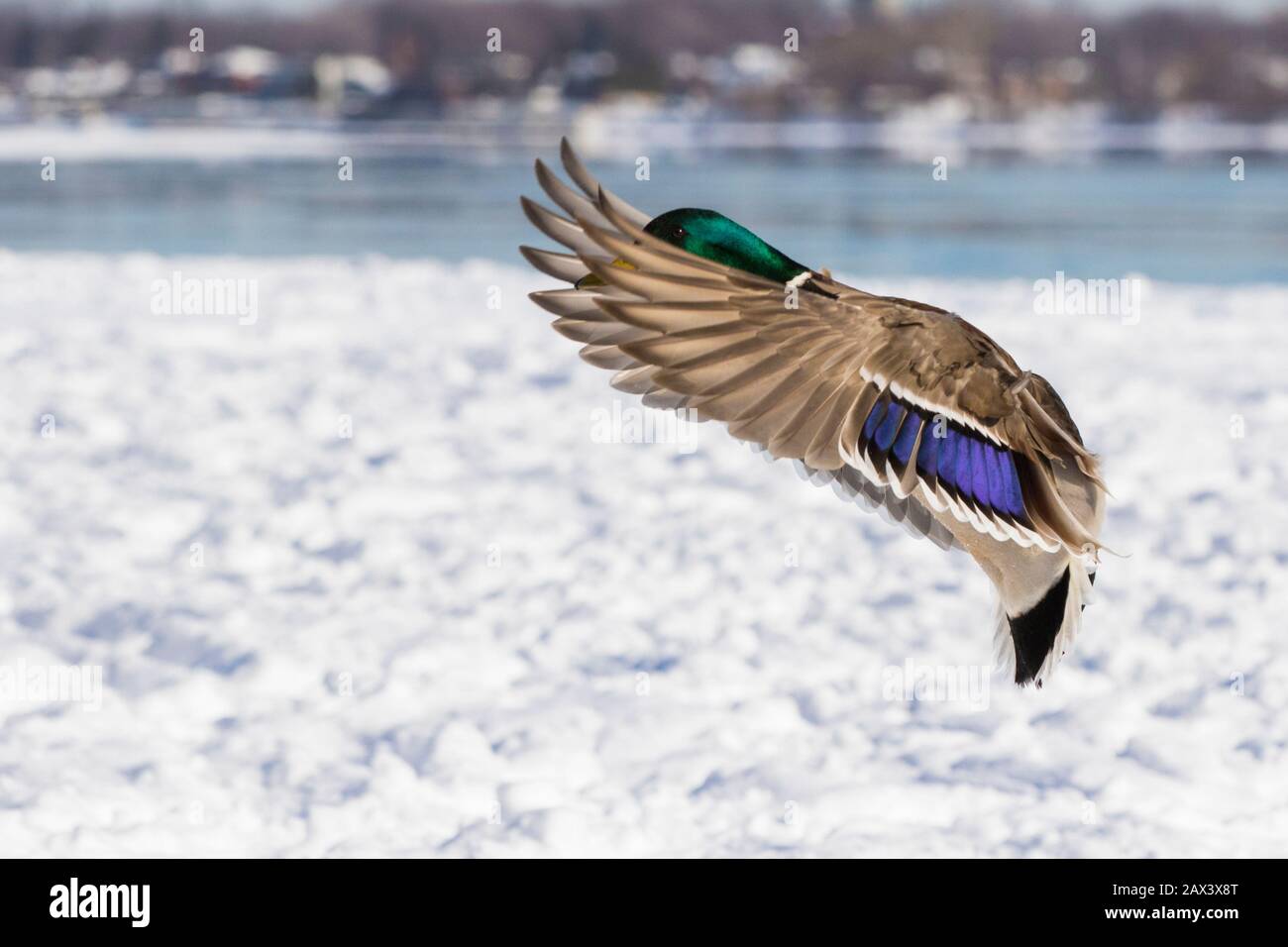 Colorful Mallards in winter flying Stock Photo - Alamy