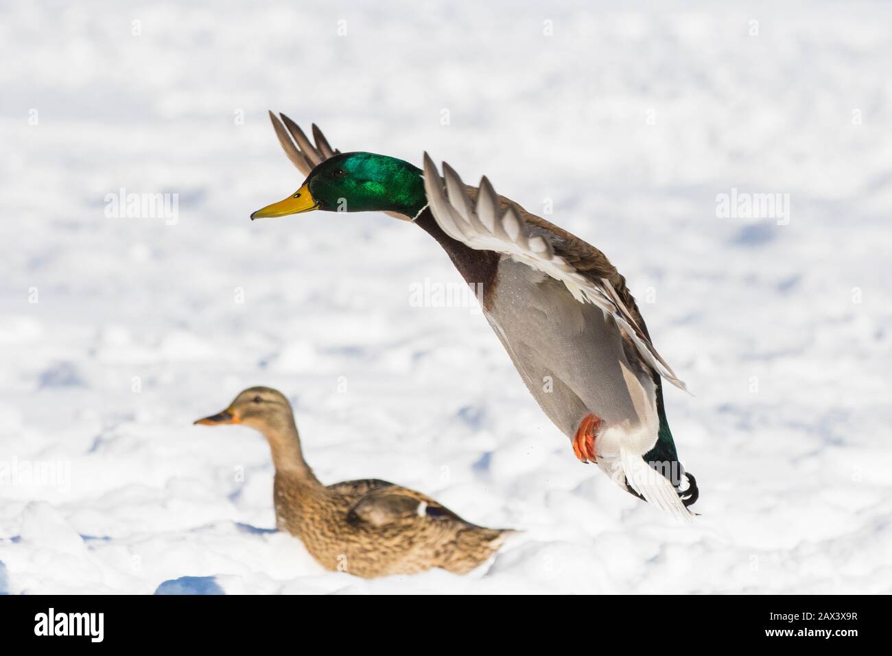 Colorful Mallards in winter flying Stock Photo - Alamy