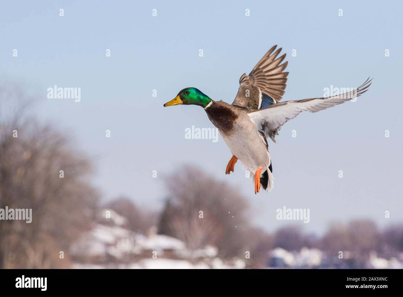Colorful Mallards in winter flying Stock Photo - Alamy