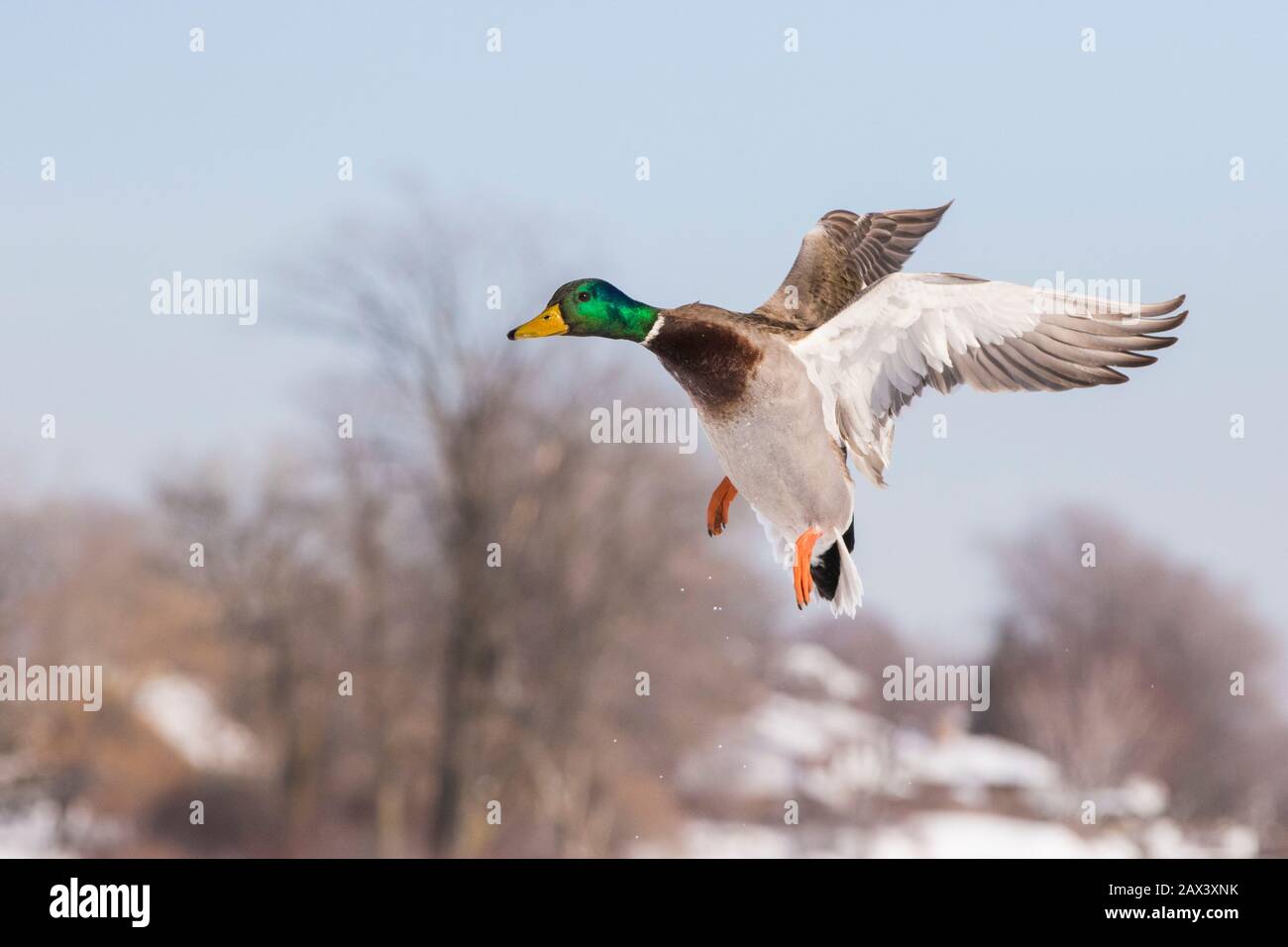 Colorful Mallards in winter flying Stock Photo - Alamy