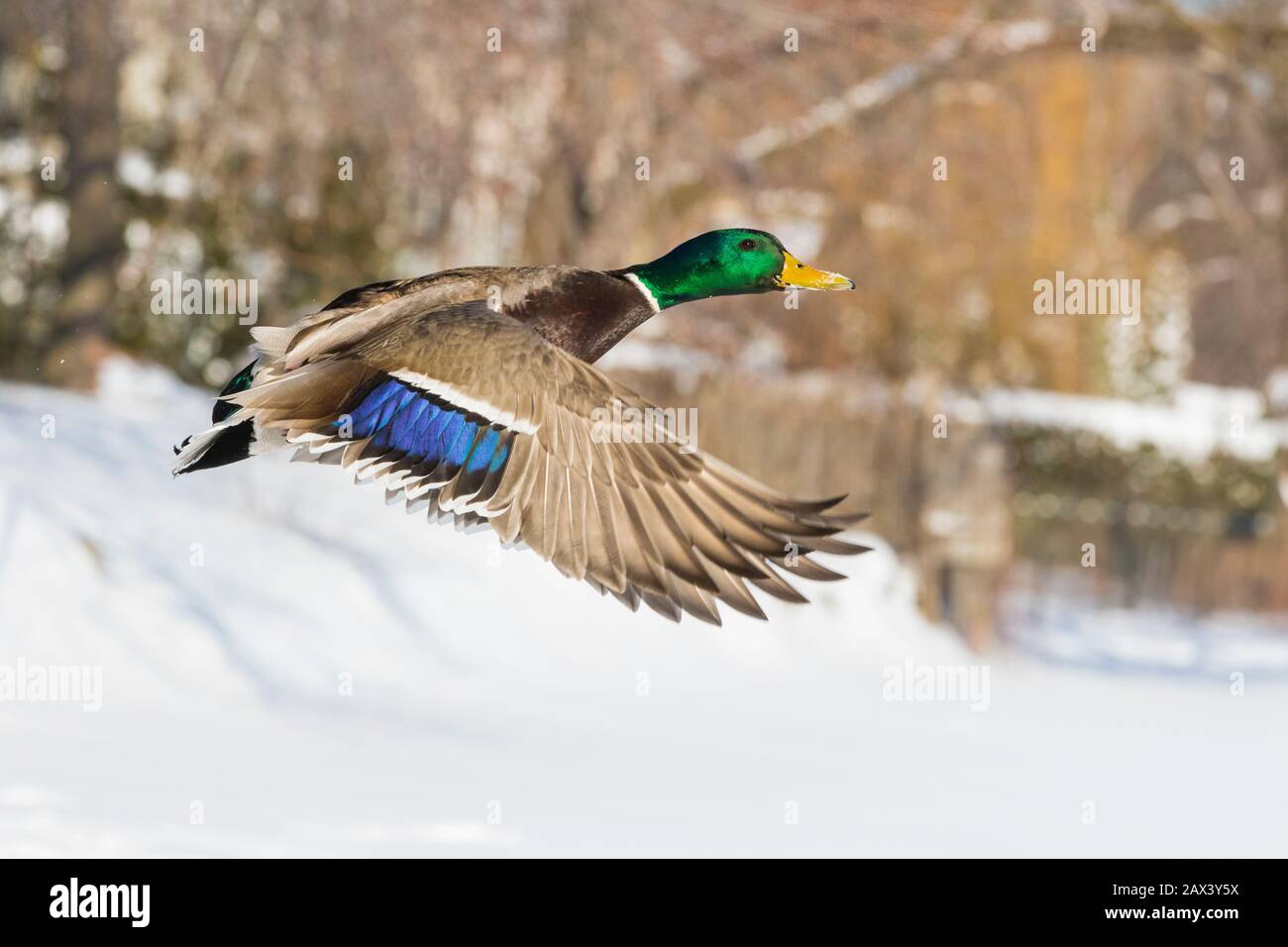 Colorful Mallards in winter flying Stock Photo - Alamy