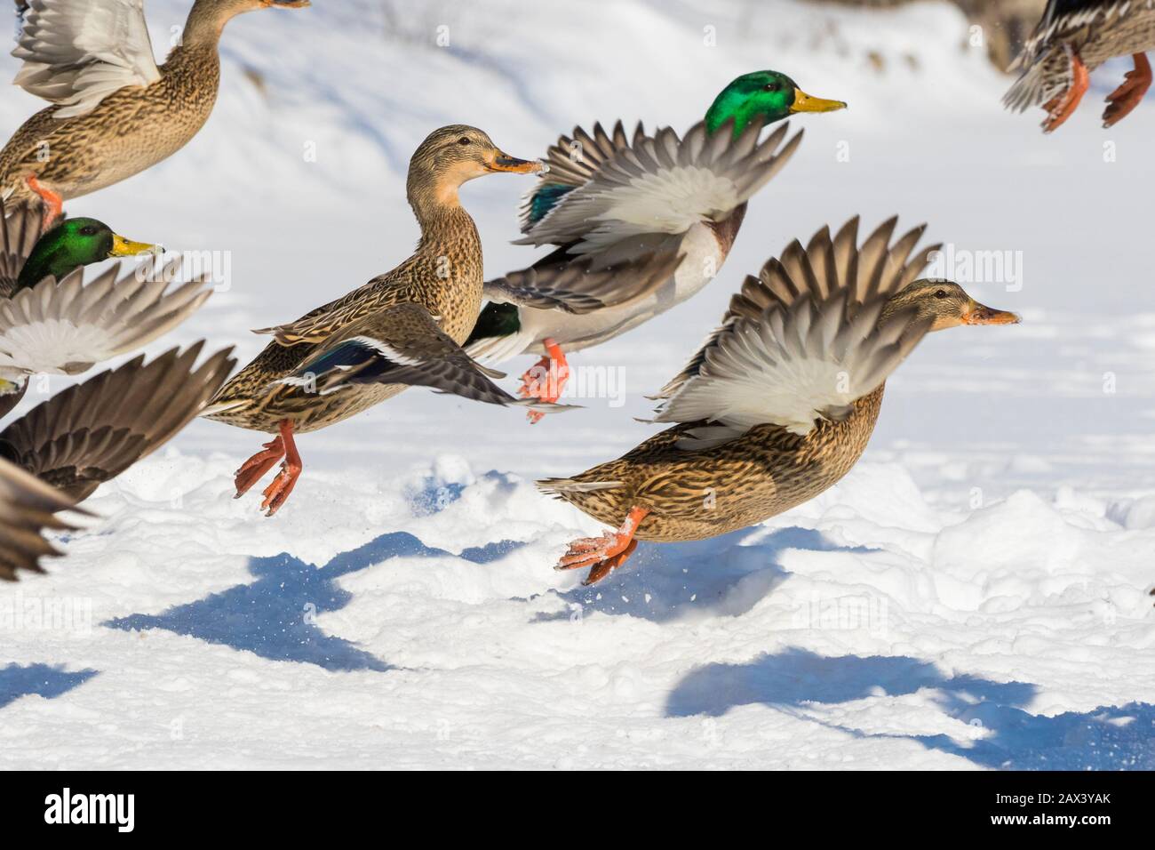 Colorful Mallards in winter flying Stock Photo - Alamy