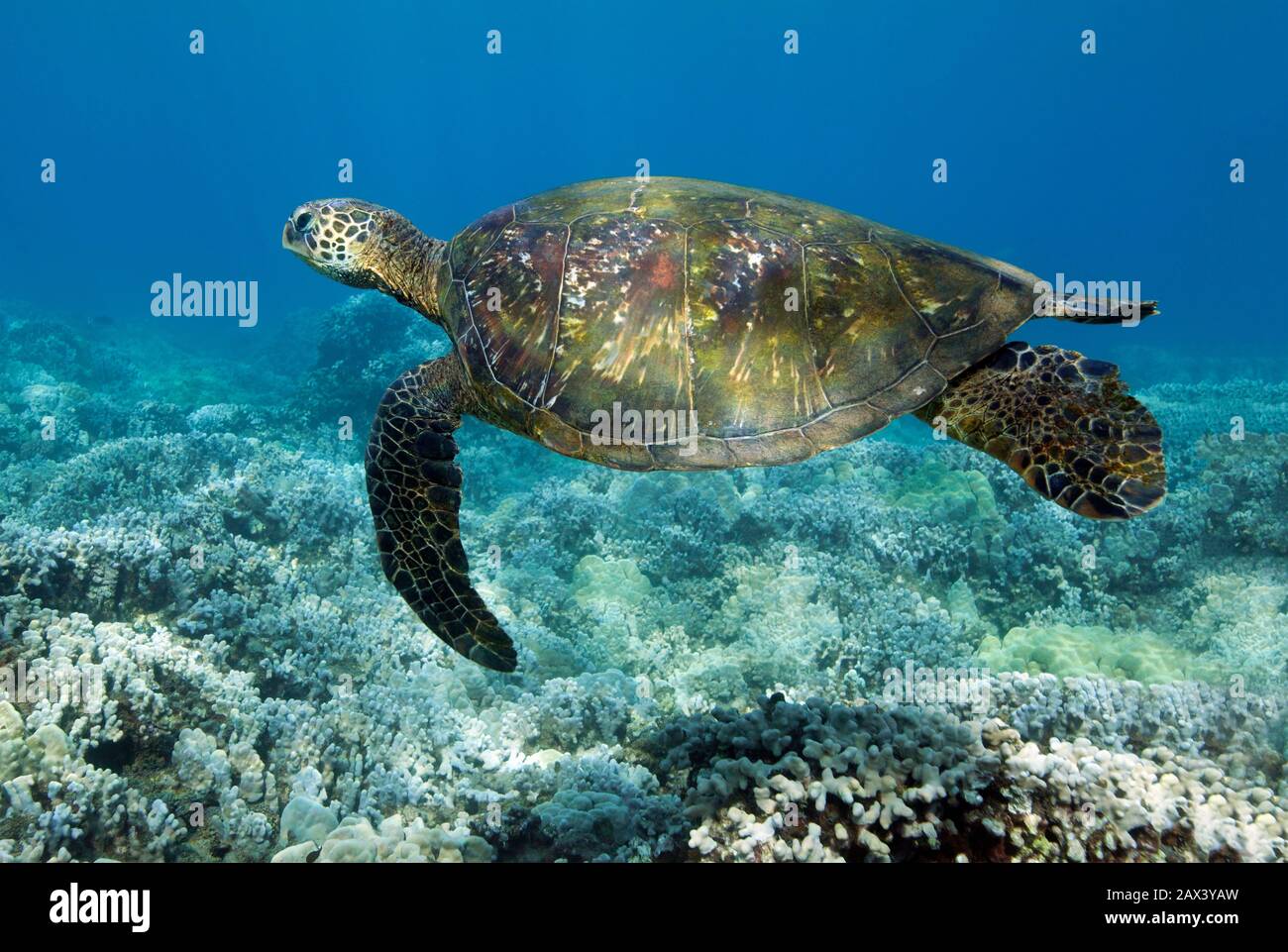 Green sea turtle maui hi-res stock photography and images - Alamy