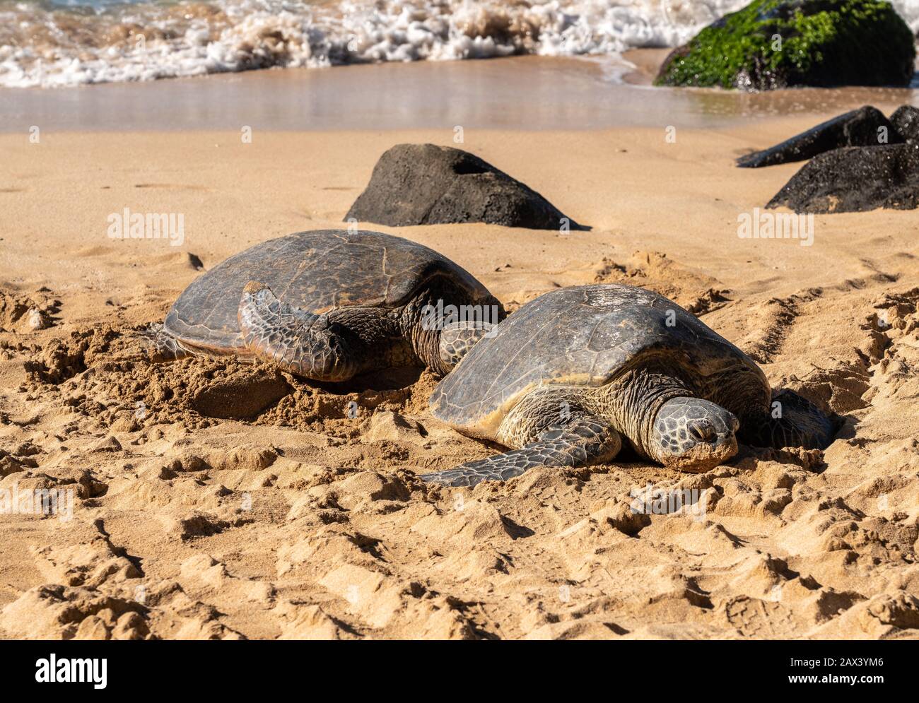 Two sea turtles on Laniakea Beach near Haleiwa on the north coast of ...