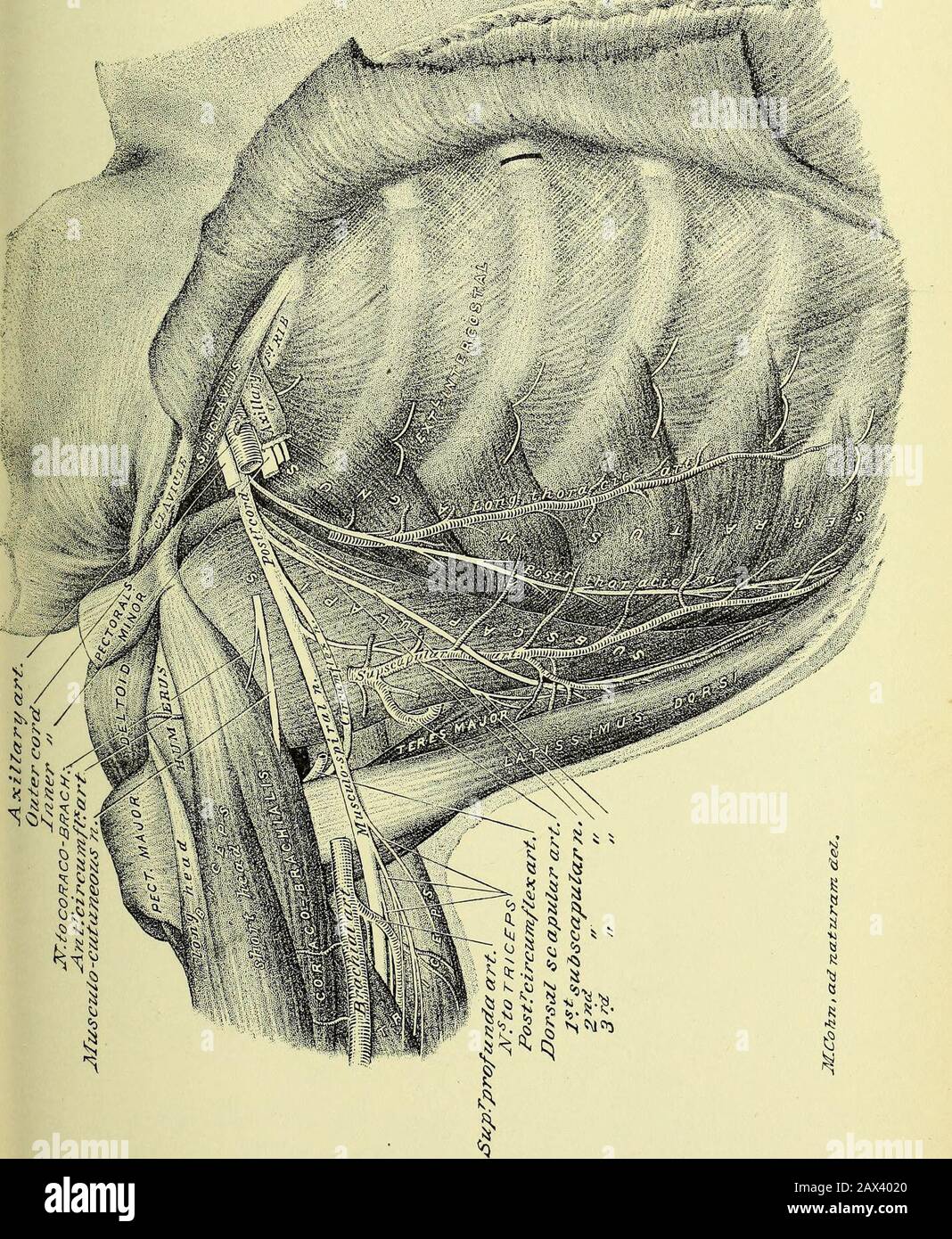 Distal Upper Extremity Anatomy