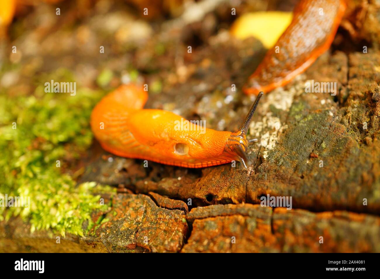 Closeup shot of an orange snail on a rocky surface in the forest Stock ...