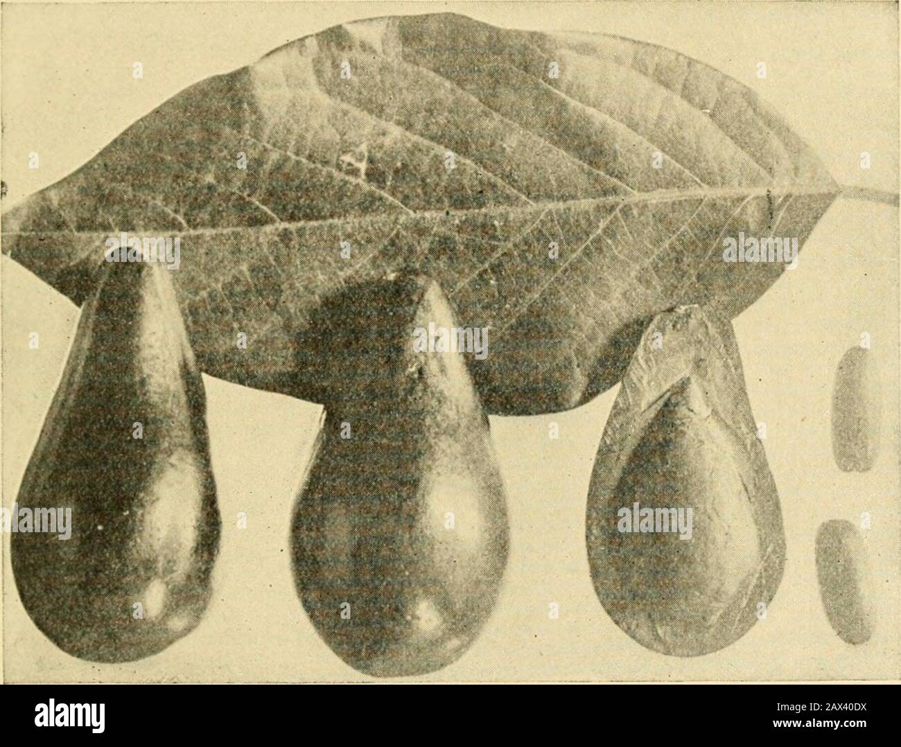 Inarching hi-res stock photography and images - Alamy