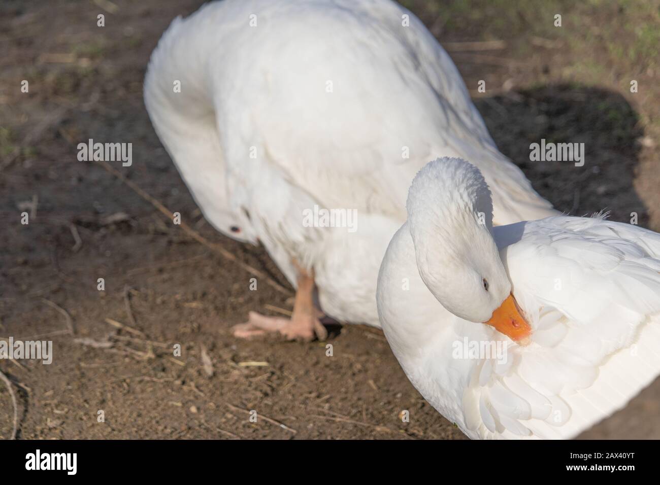 Loseup of two farm ducks cleaning their feathers Stock Photo - Alamy
