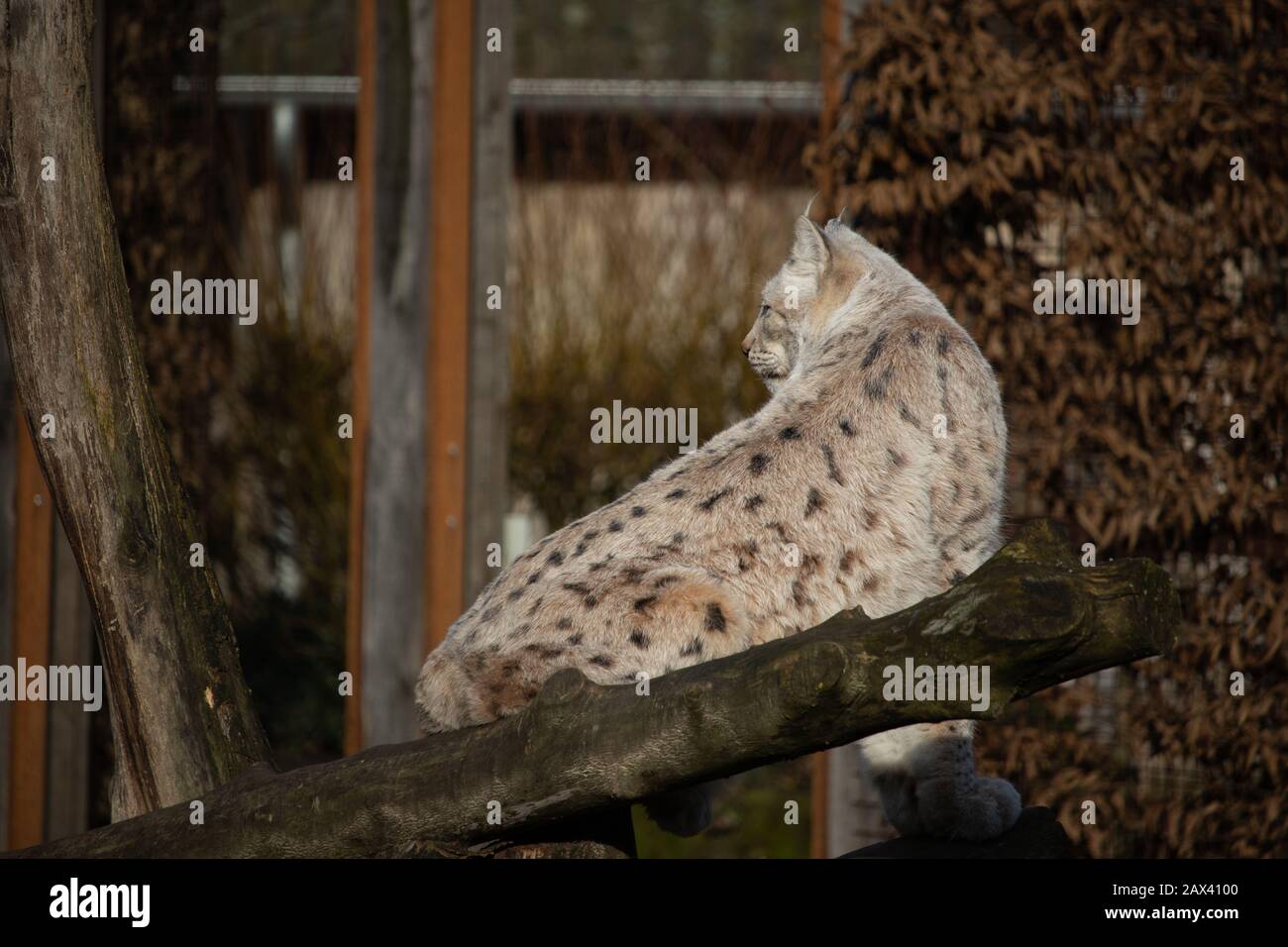 Bobcat on a log looking away from the camera Stock Photo - Alamy