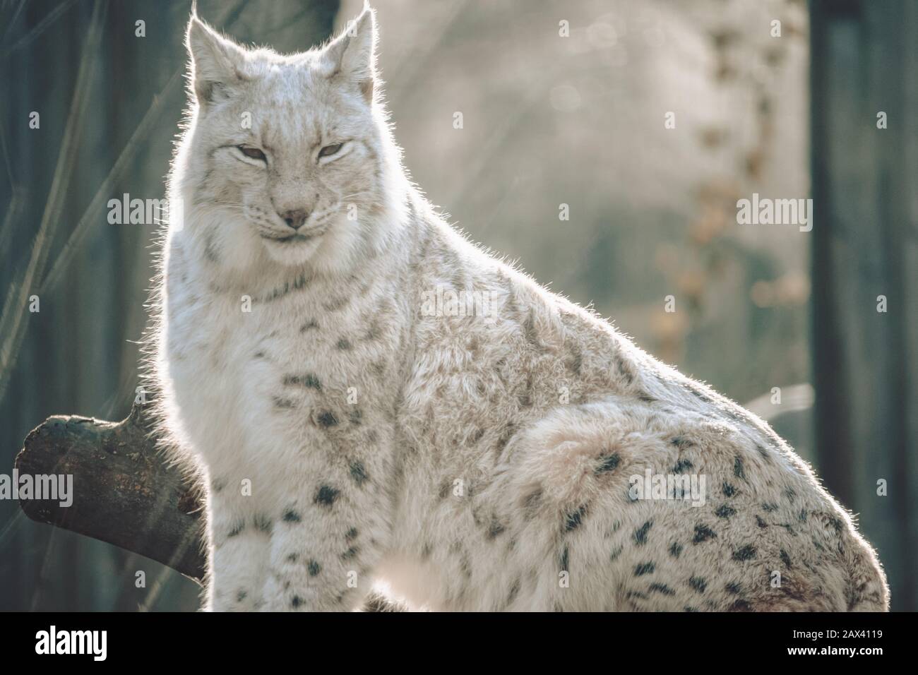 Bobcat on a log hi-res stock photography and images - Alamy